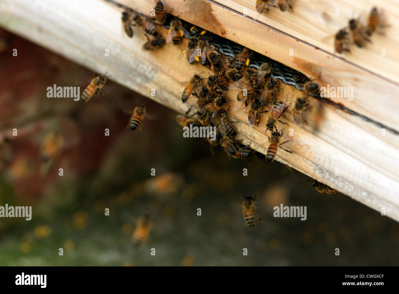 Honey Bees Arriving at the Hive with Sacks full of pollen Stock Photo ...