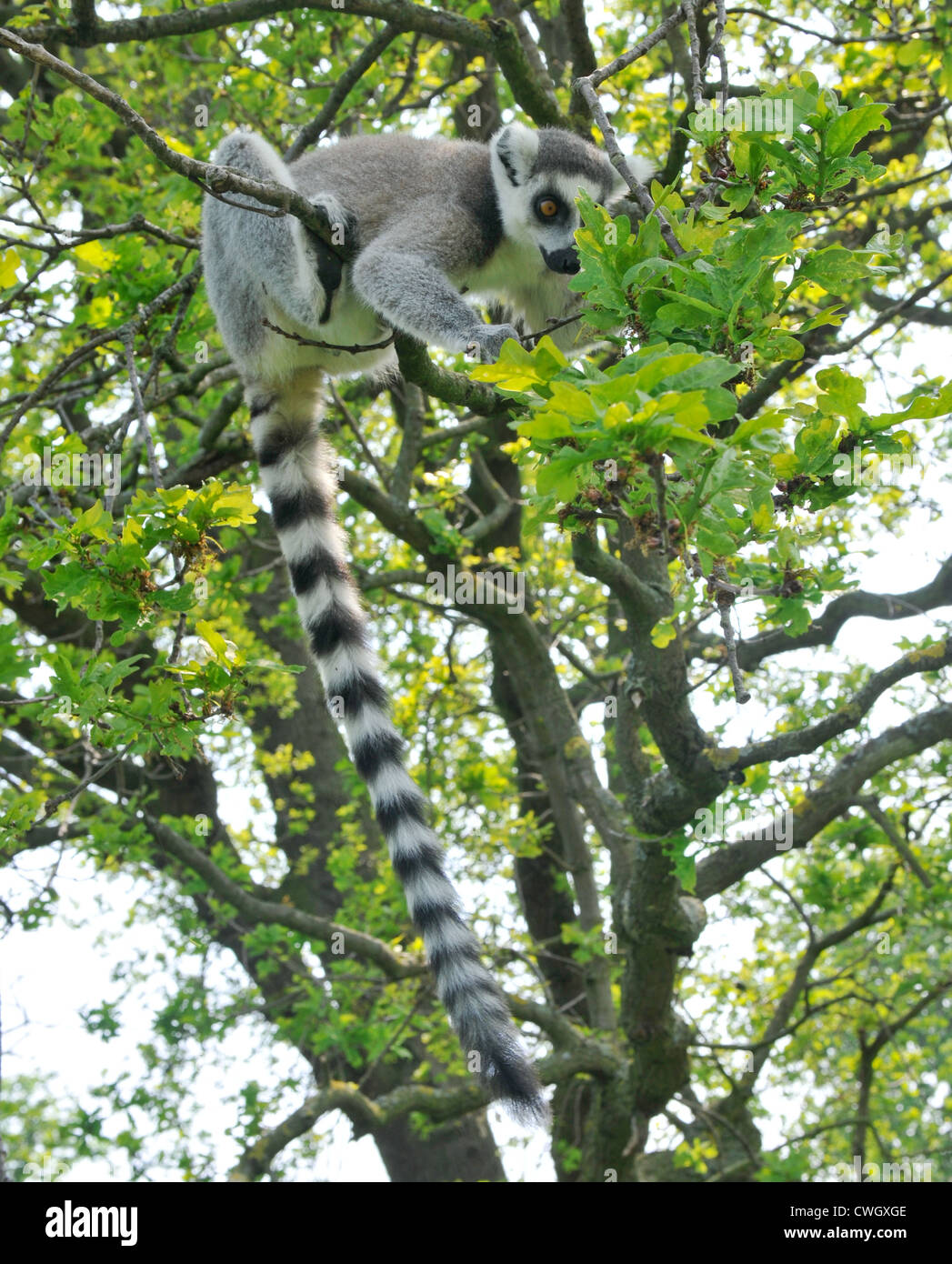 Ring-tailed Lemur feeding in tree at West Midlands safari Park Stock ...