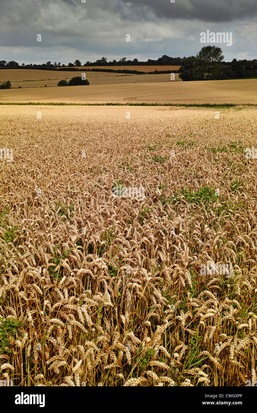 A ripe wheat field in East Anglia just before harvest Stock Photo - Alamy