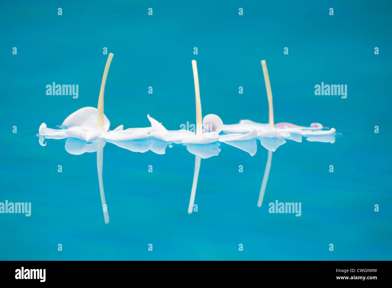 Jasmine flowers fallen into a pool in Spain, float together like ...