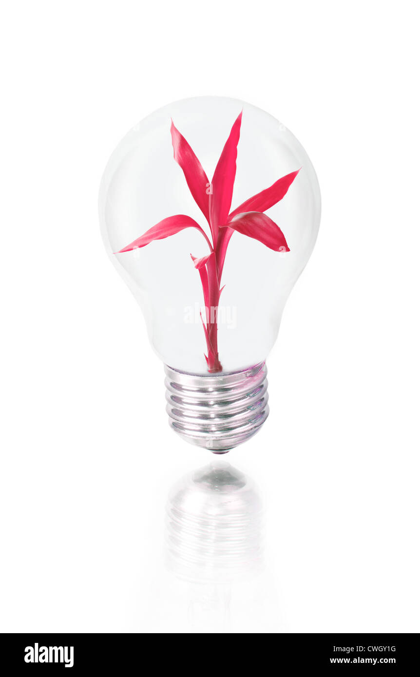 bright bulb concepts creativity Stock Photo - Alamy