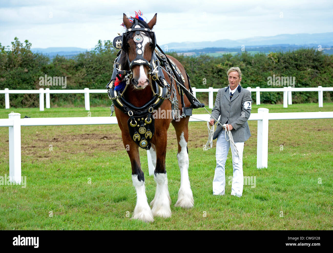 Clydesdale Horse Uk High Resolution Stock Photography and Images - Alamy