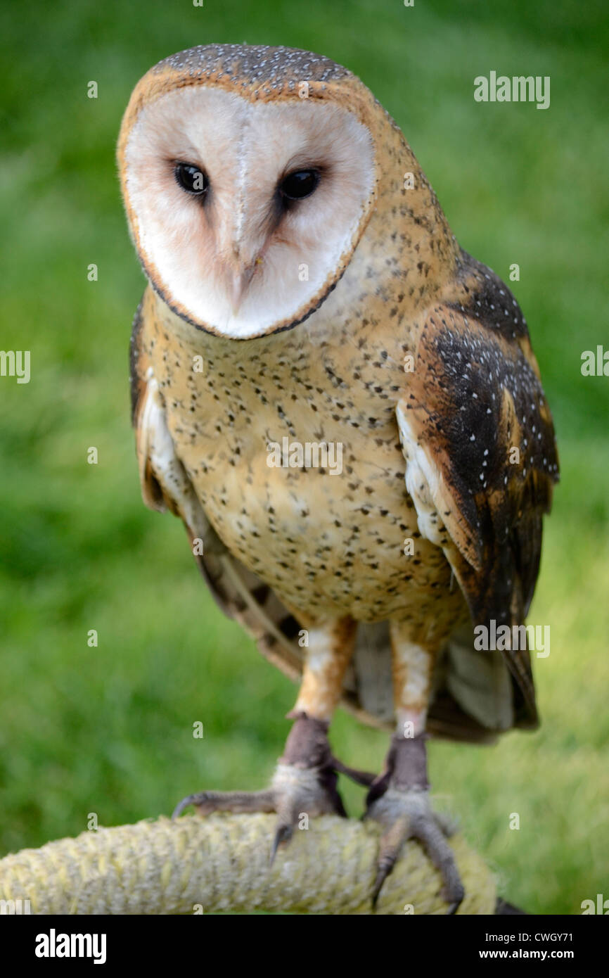 Hissing owl hi-res stock photography and images - Alamy