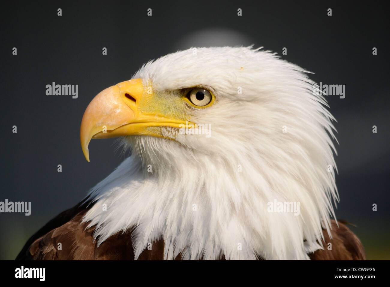 Close up bald eagle hi-res stock photography and images - Alamy