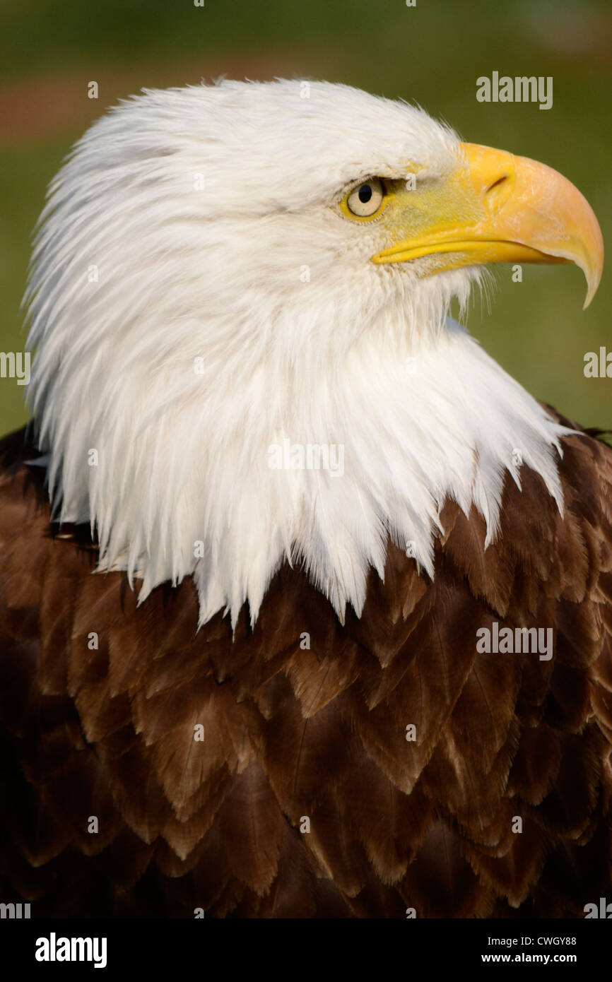 Close up of Bald Eagle Stock Photo - Alamy