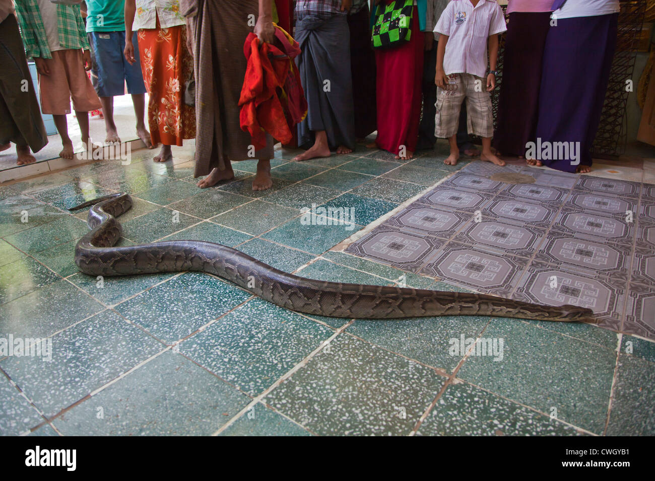 Man burmese pythons hi-res stock photography and images - Alamy