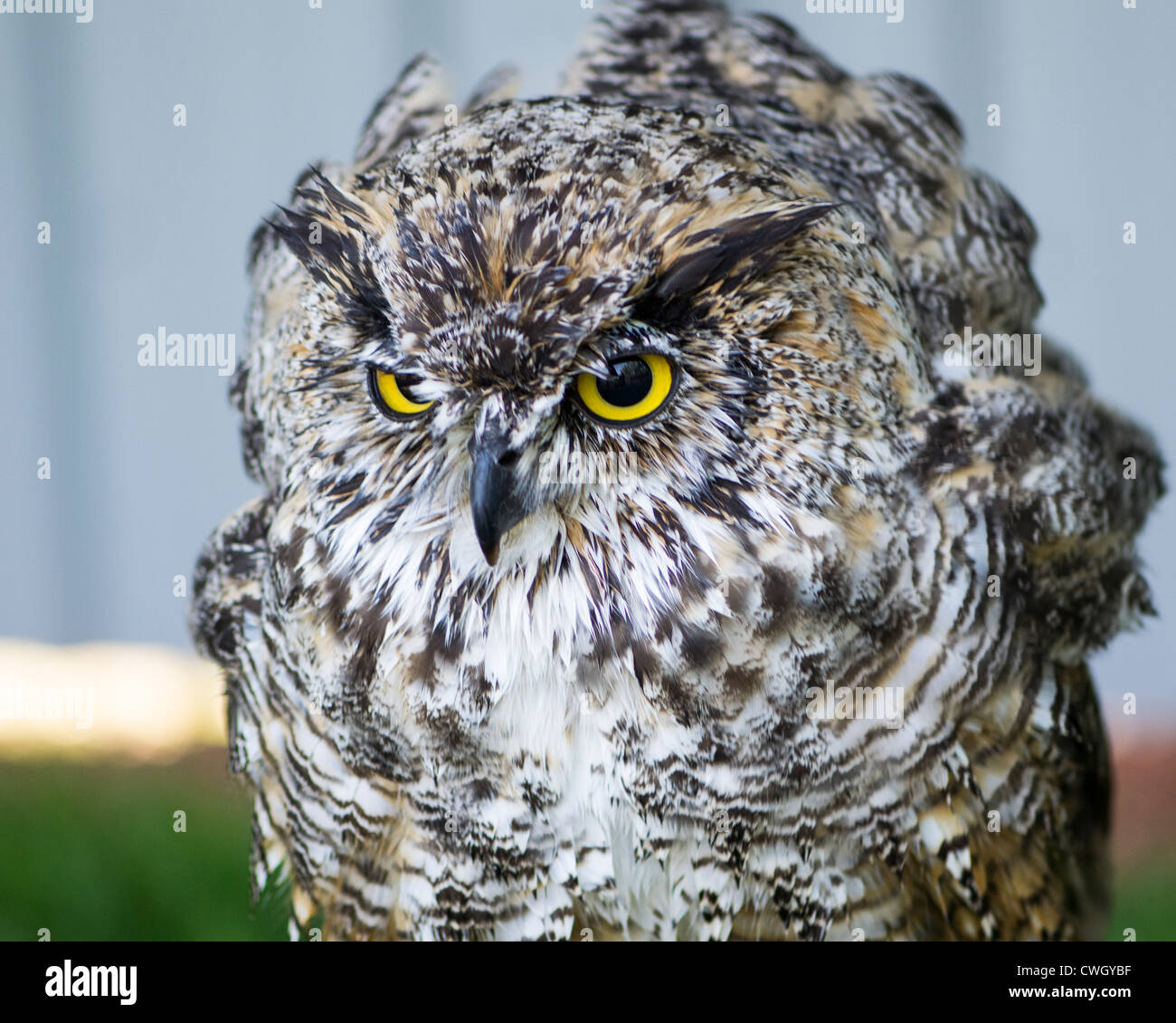 Great horned owl fluffed up Stock Photo - Alamy