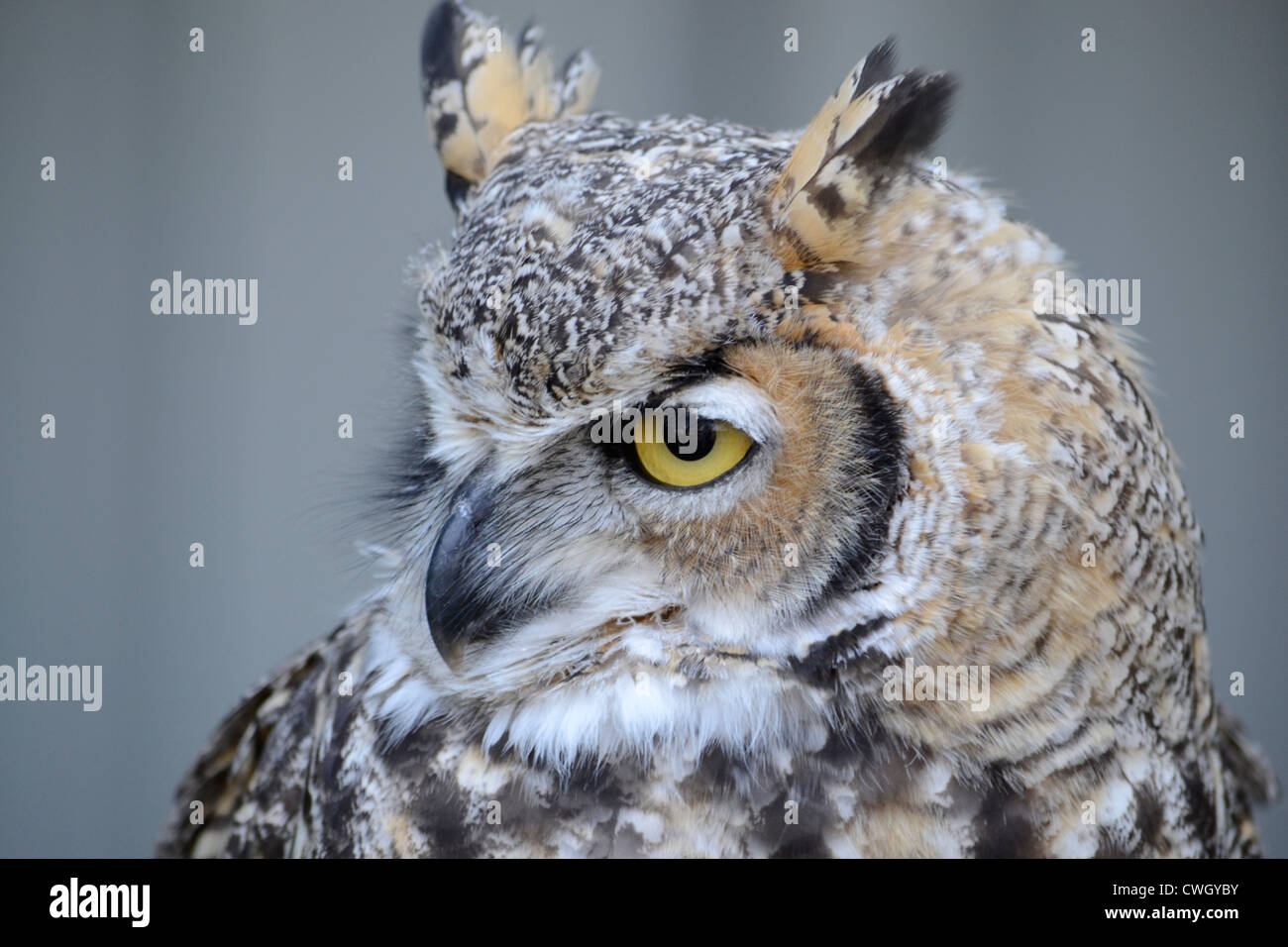 Owl with yellow eyes hi-res stock photography and images - Alamy