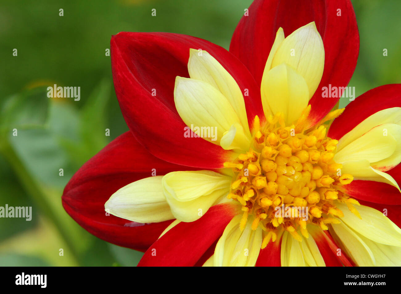 Collarette High Resolution Stock Photography and Images - Alamy
