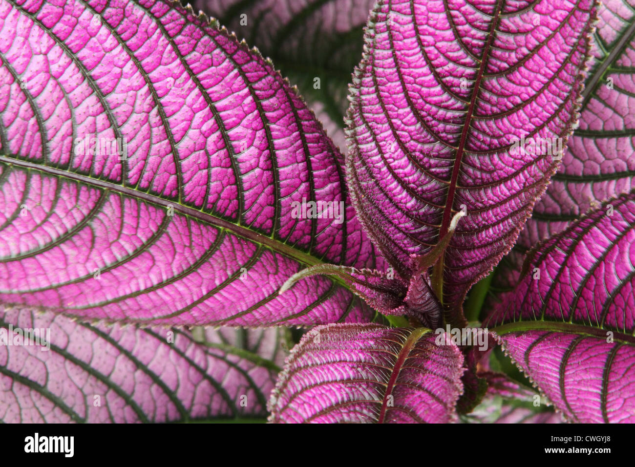 Strobilanthes. Persian Shield Strobilanthes. Focus in plant core. Near ...