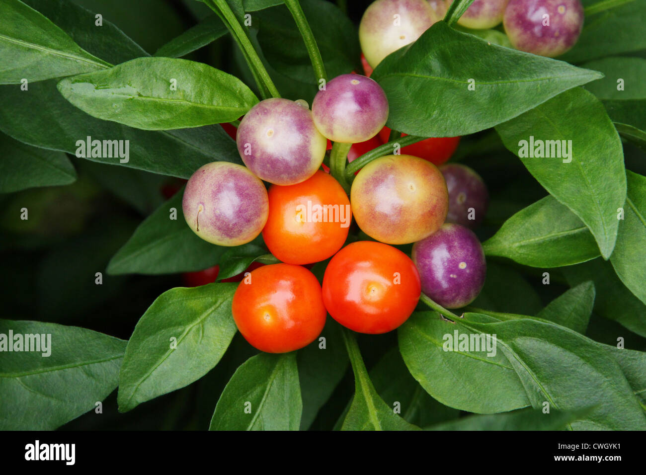 Pepper. Pepper Marbles Stock Photo - Alamy