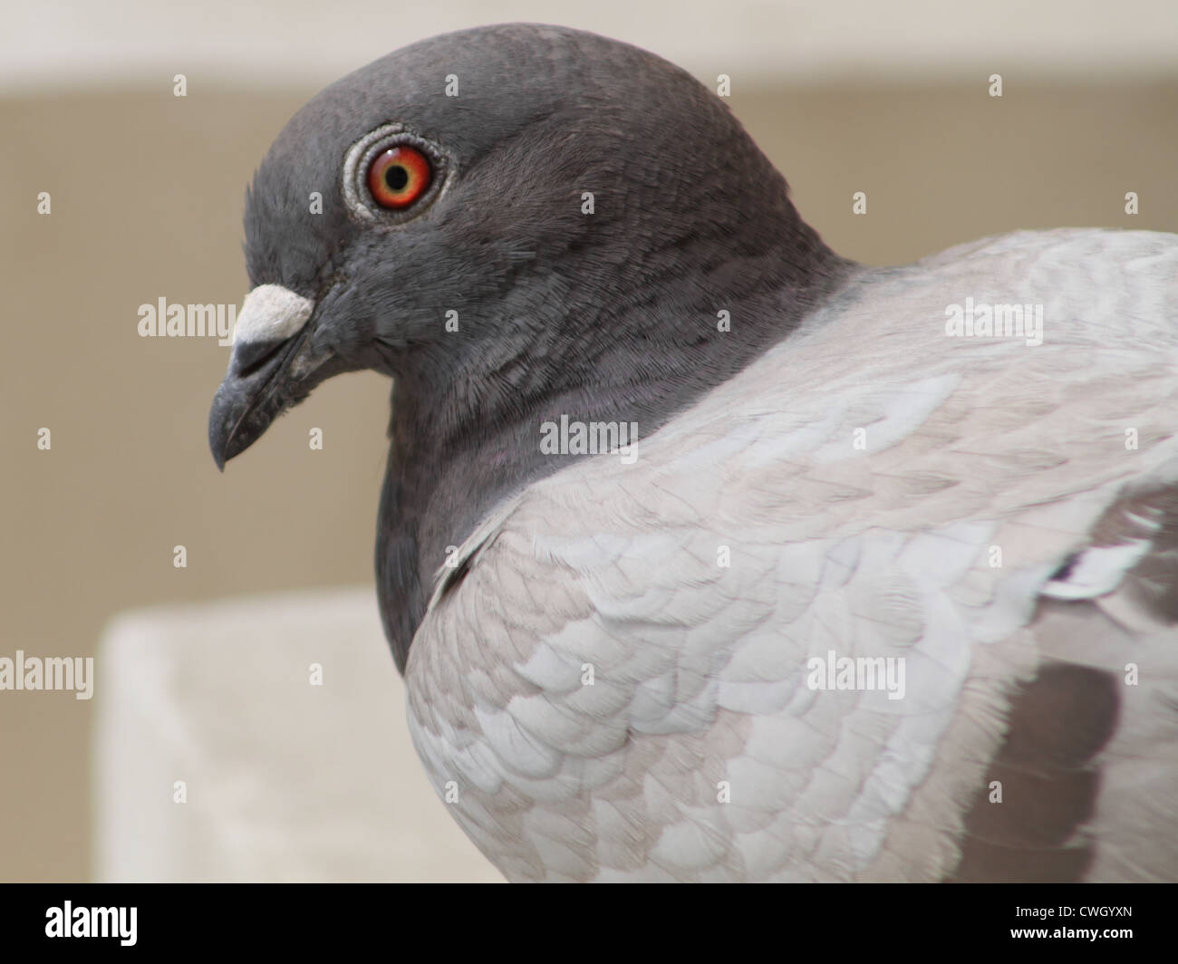 Pigeon Wing Stock Photos & Pigeon Wing Stock Images - Alamy