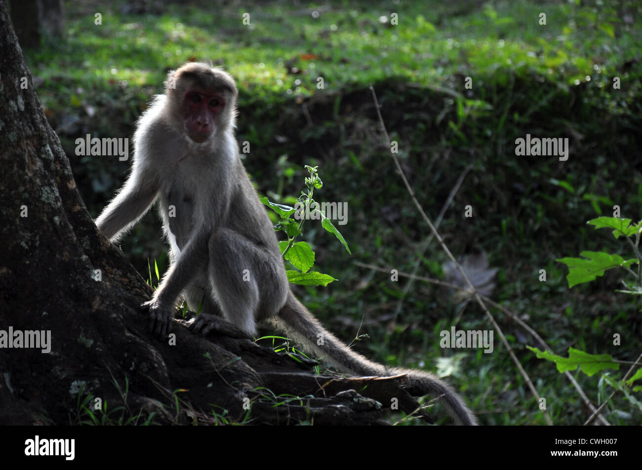 Indian Wild monkey Stock Photo - Alamy