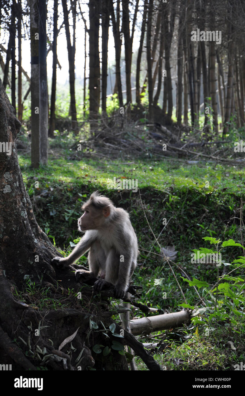 Indian Wild monkey Stock Photo - Alamy