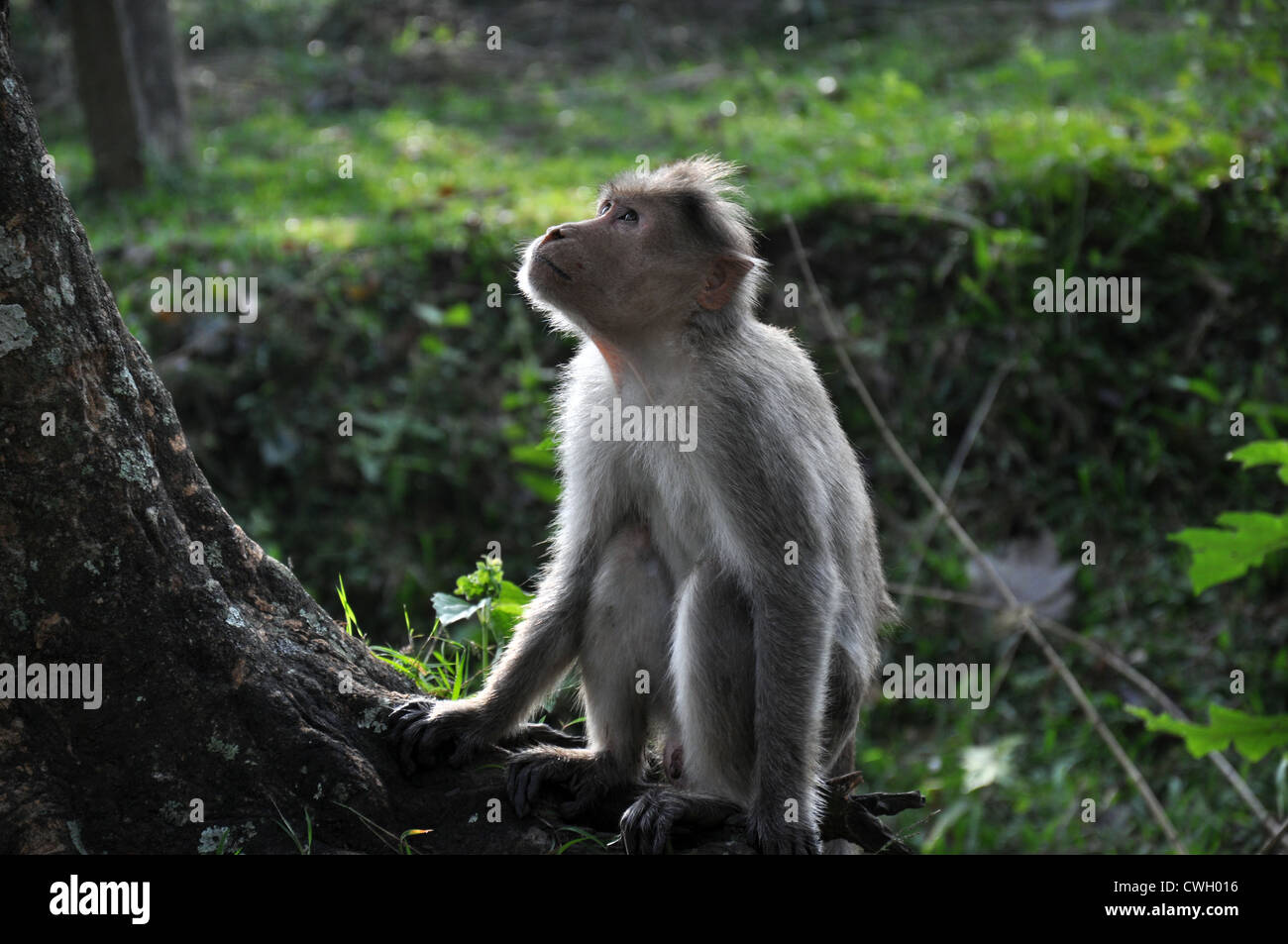 Indian Wild monkey Stock Photo - Alamy