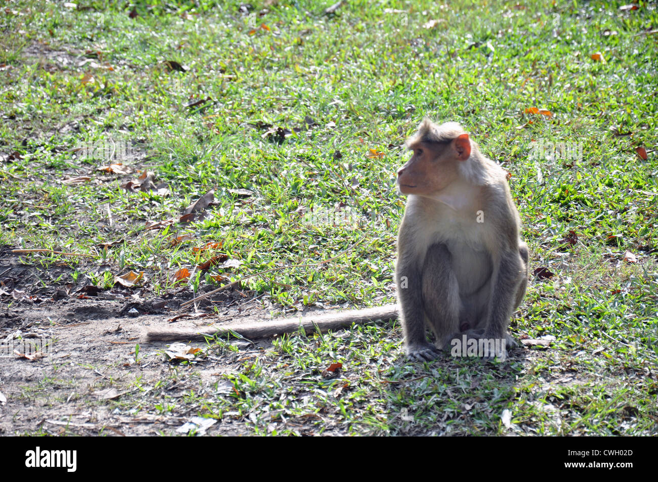 Indian Wild monkey Stock Photo - Alamy