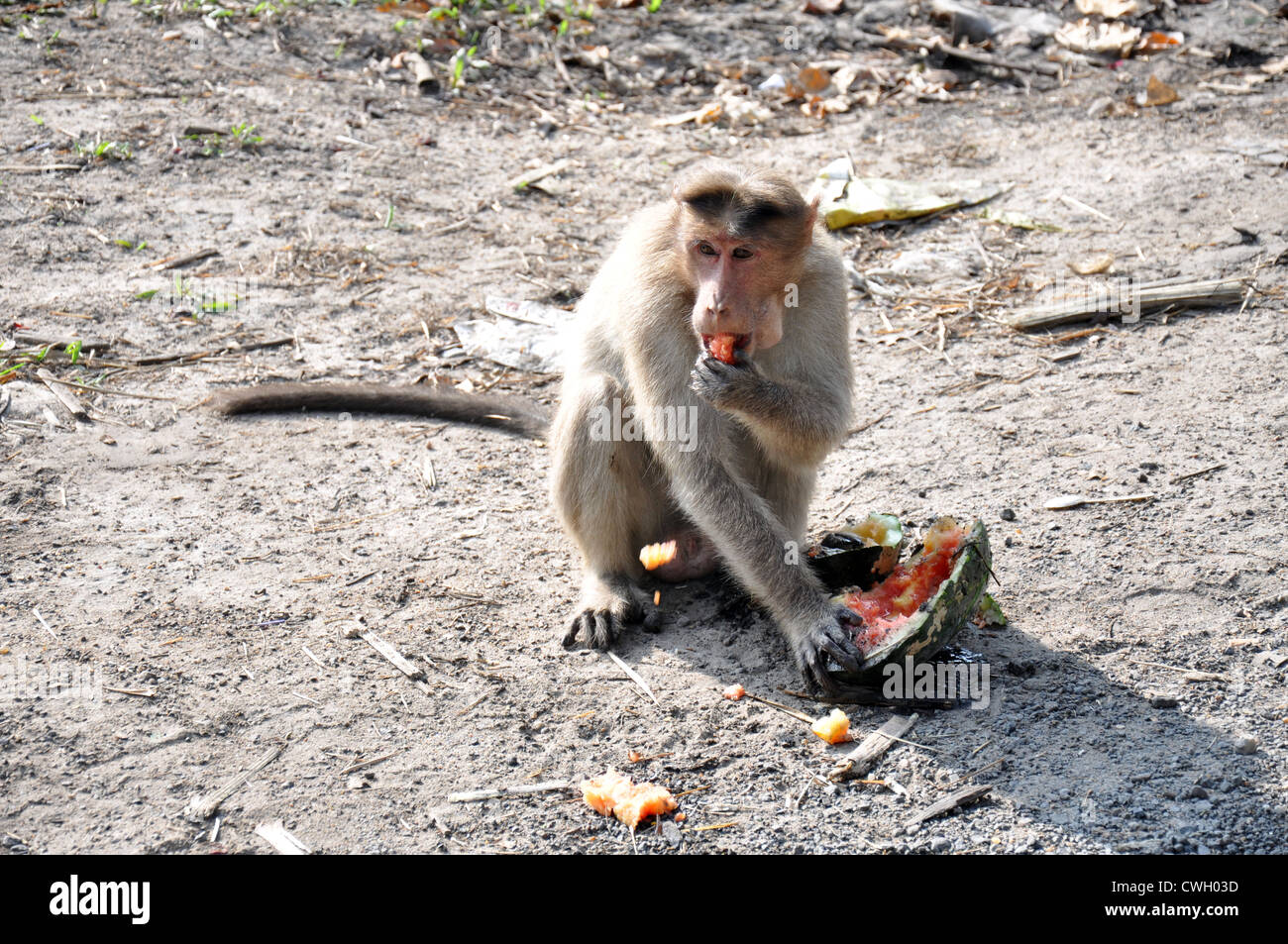 Indian Wild monkey Stock Photo - Alamy