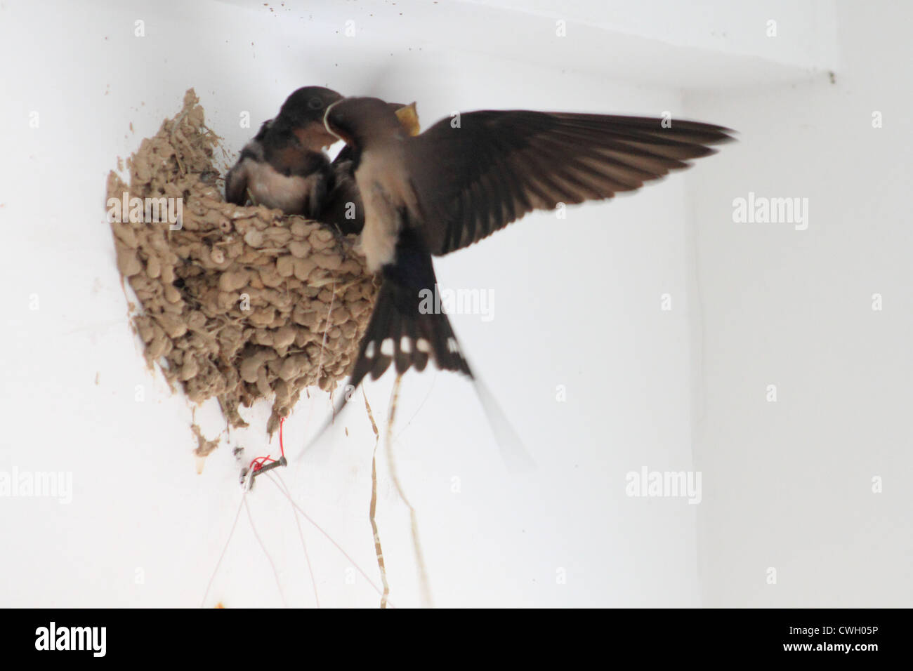 Swallow bird nest hi-res stock photography and images - Alamy