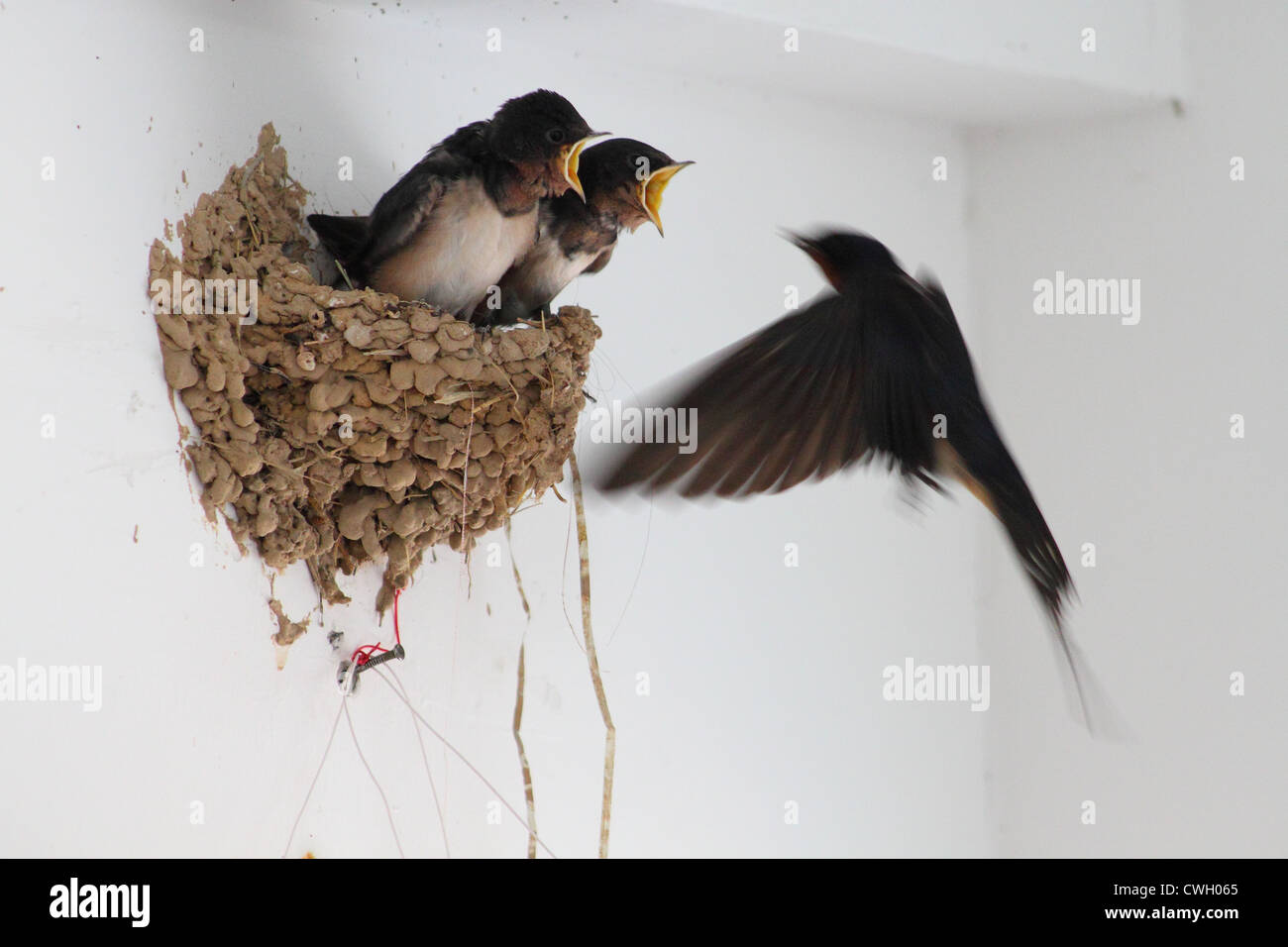 Swallow bird nest hi-res stock photography and images - Alamy
