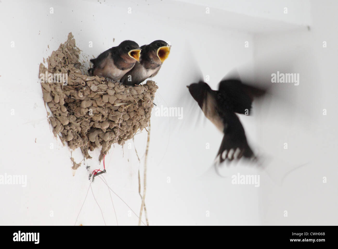 Swallow bird nest hi-res stock photography and images - Alamy