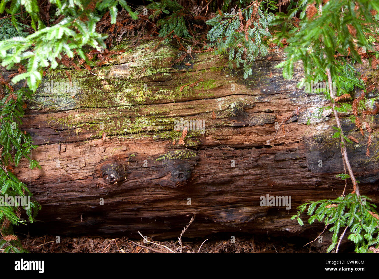Redwood Log Decays On Forest Floor Stock Photo - Alamy