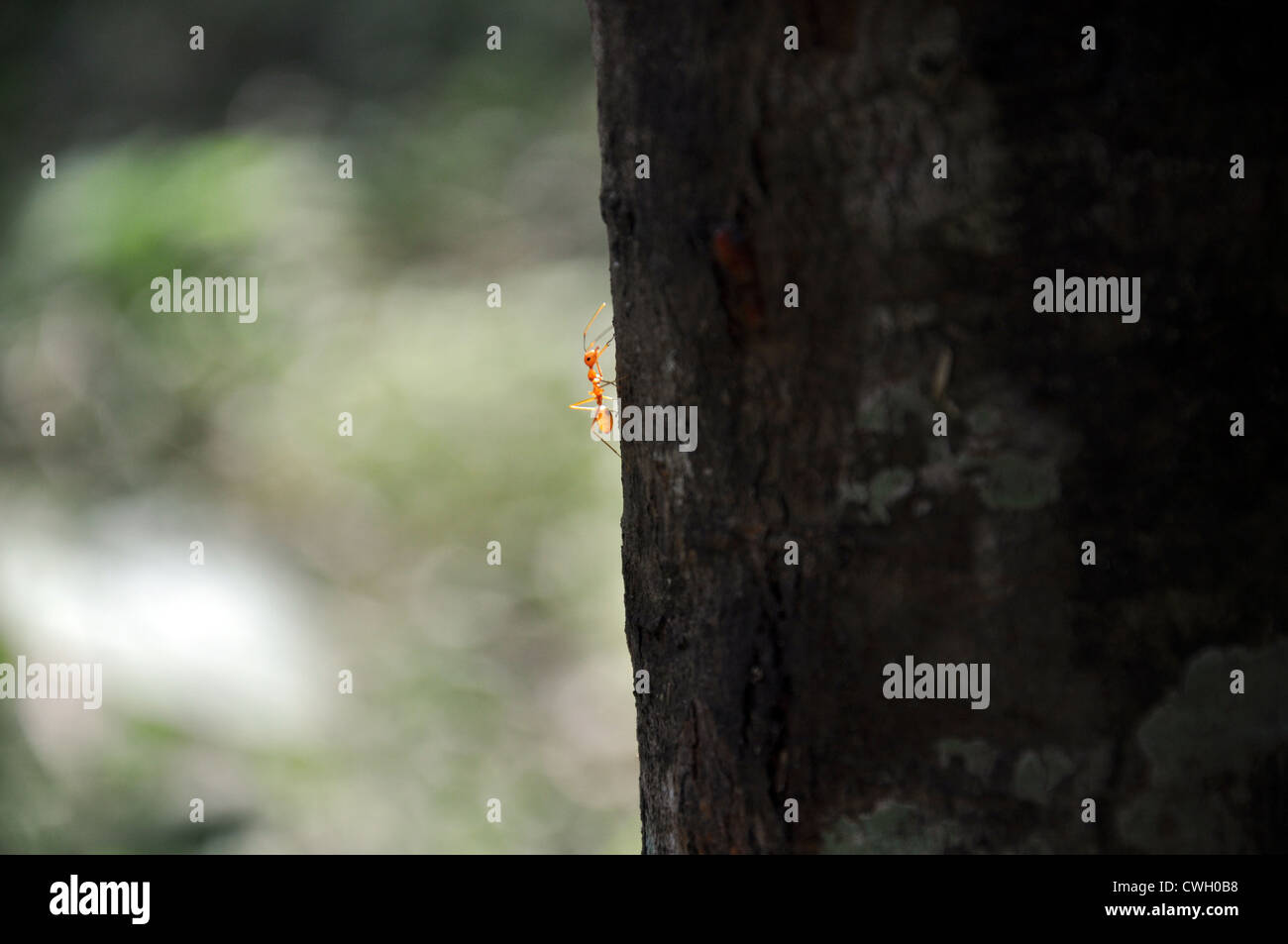 An ant climbing a tree Stock Photo - Alamy