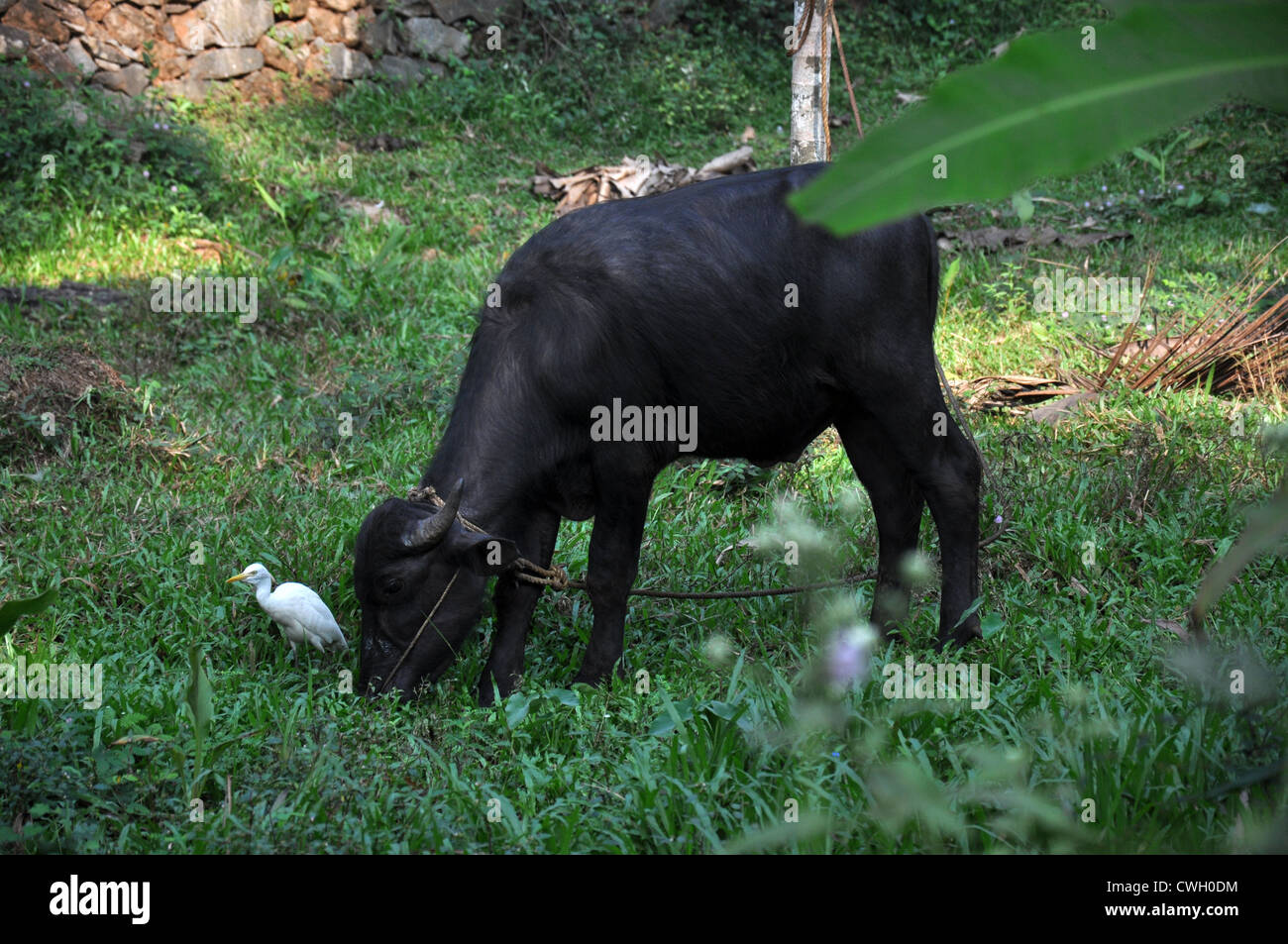 A cow and a crane bird Stock Photo - Alamy