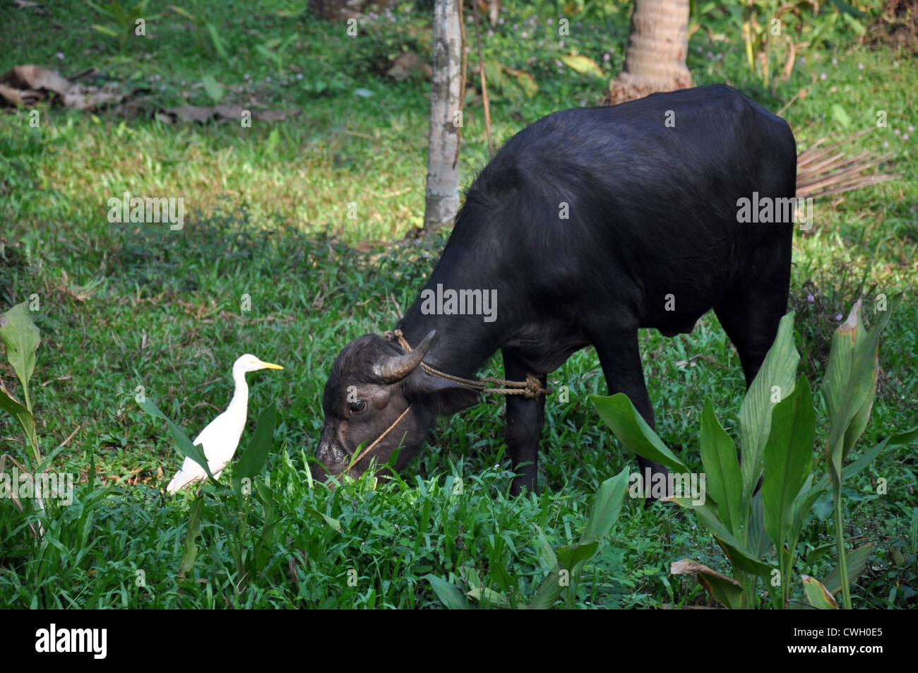 A cow and a crane bird Stock Photo - Alamy