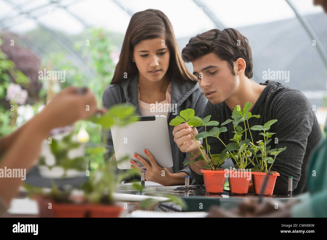 Students working in greenhouse Stock Photo - Alamy
