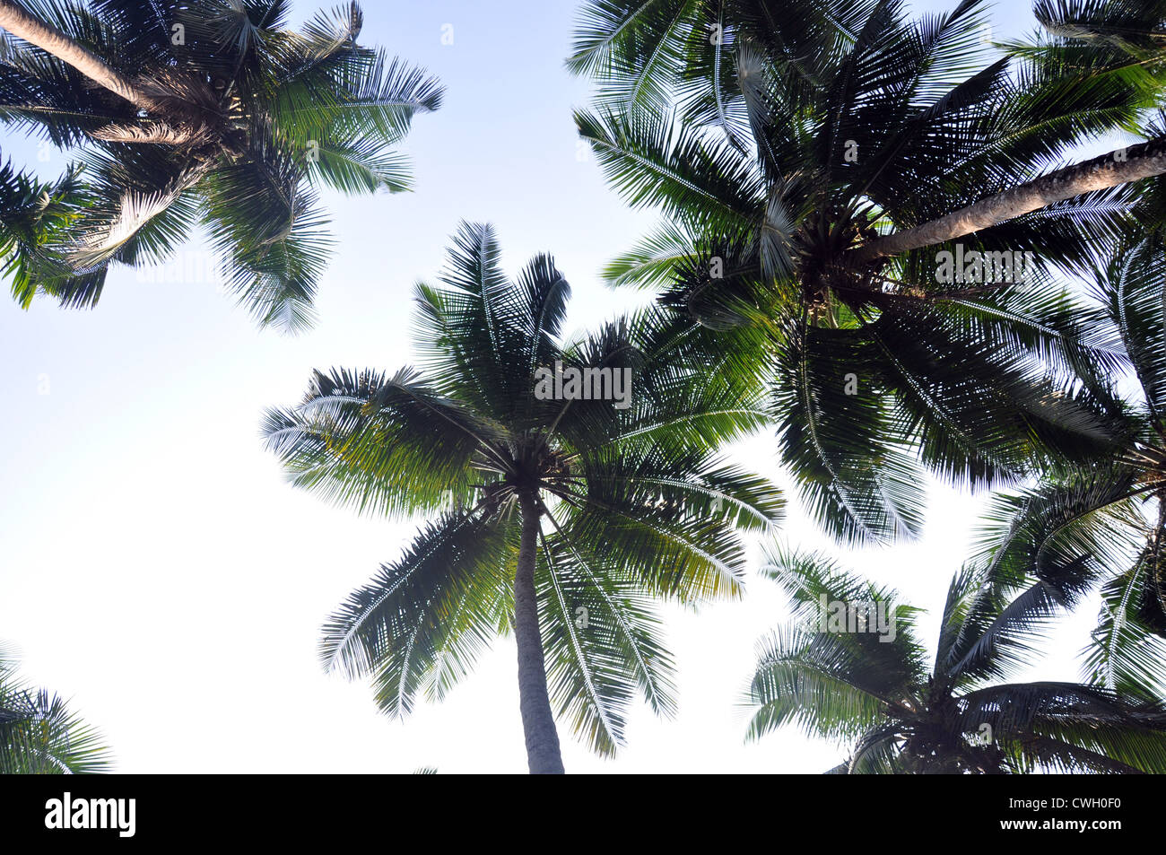 A group of coconut trees full of coconut, kerala, India Stock Photo - Alamy