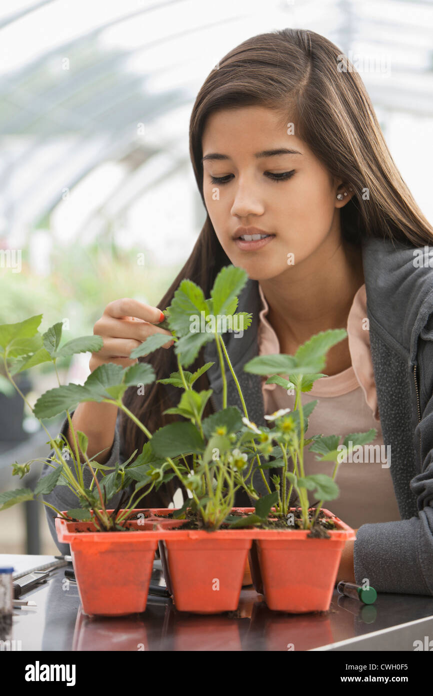 Chinese student working in greenhouse Stock Photo - Alamy