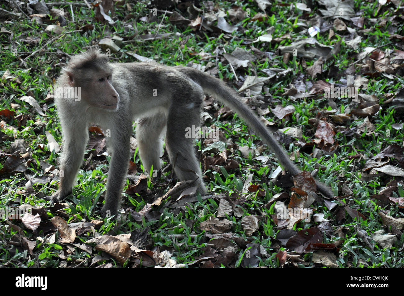 Indian Wild monkey Stock Photo - Alamy