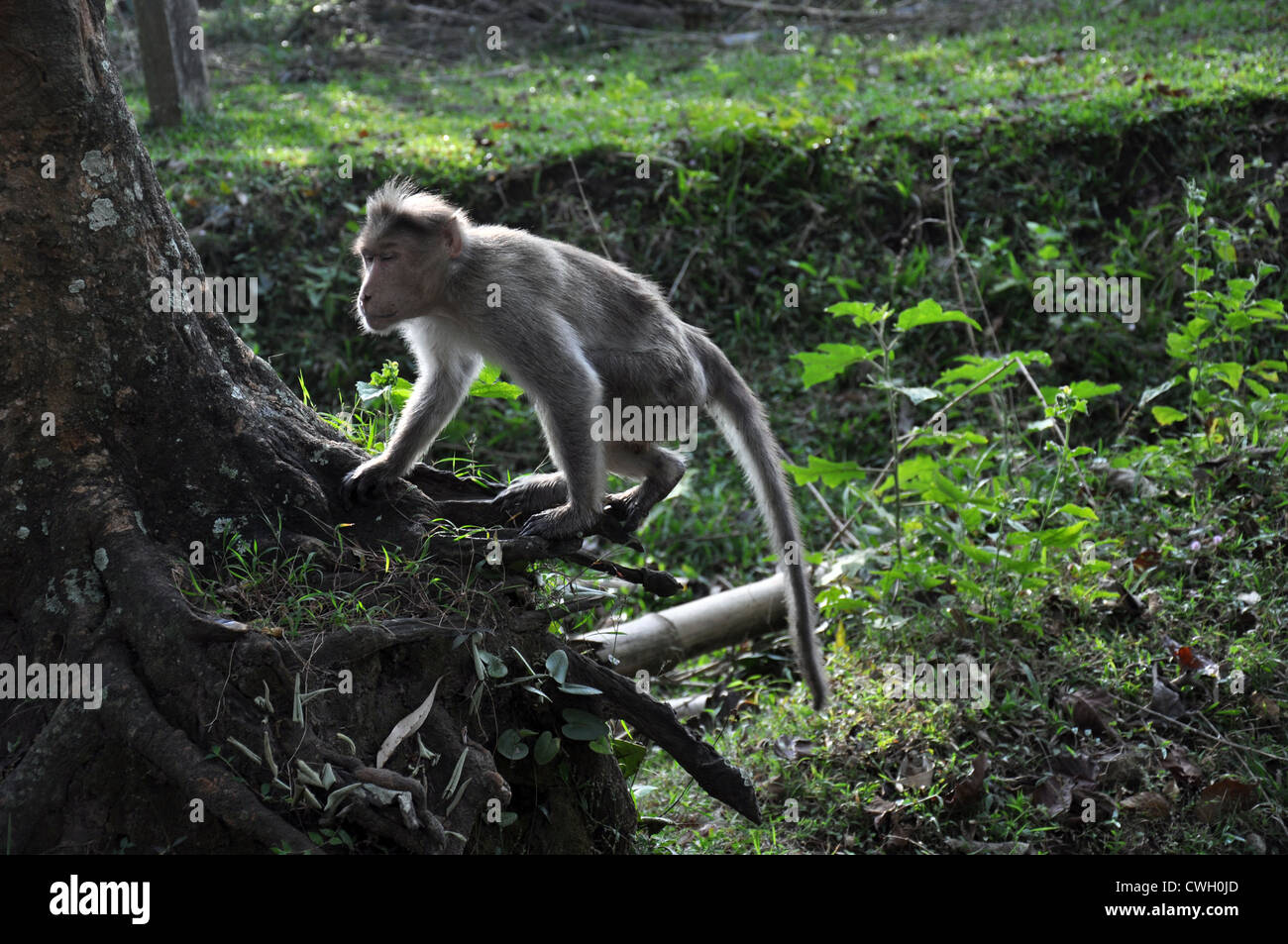 Indian Wild monkey Stock Photo - Alamy