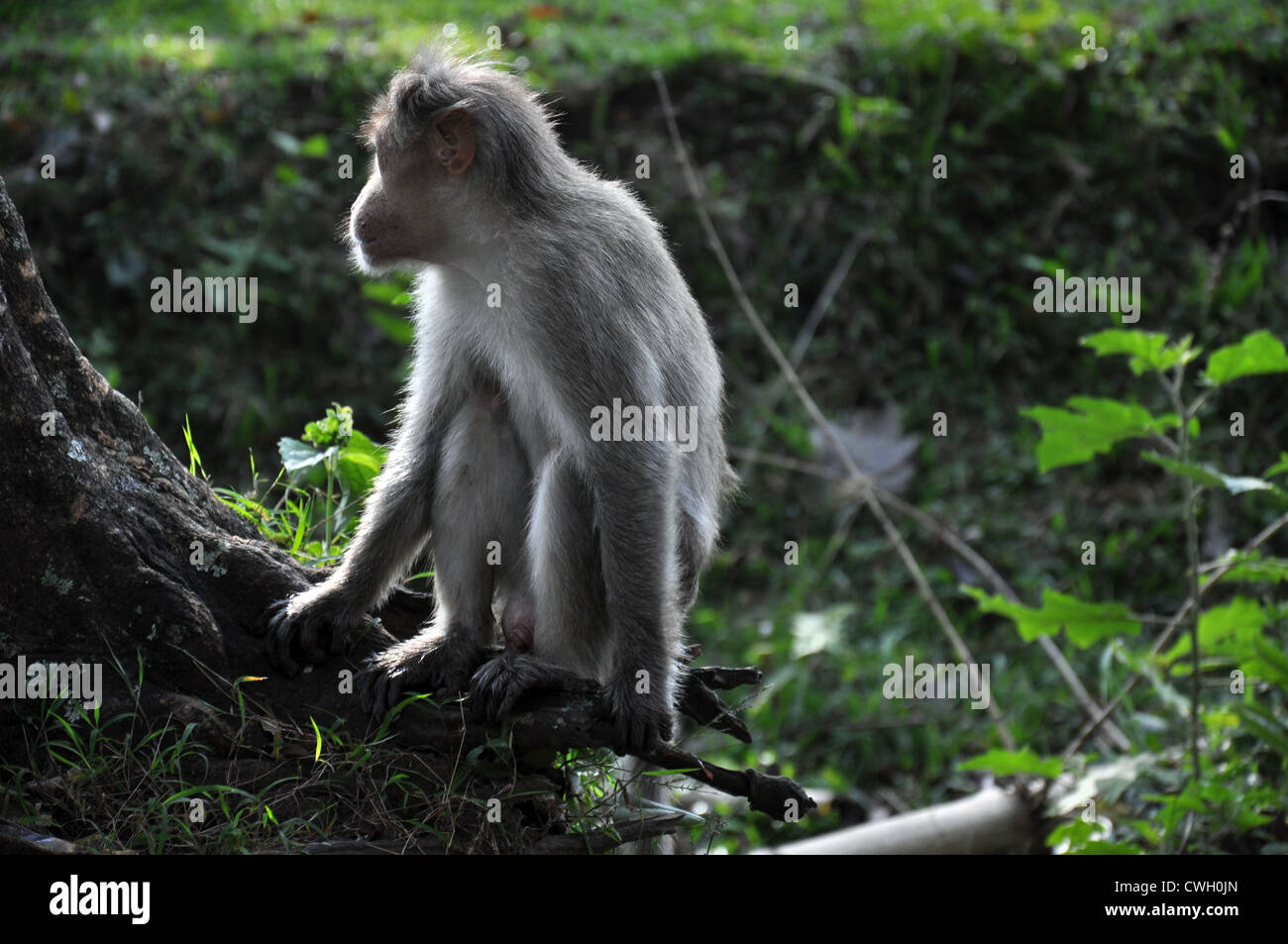 Indian Wild monkey Stock Photo - Alamy