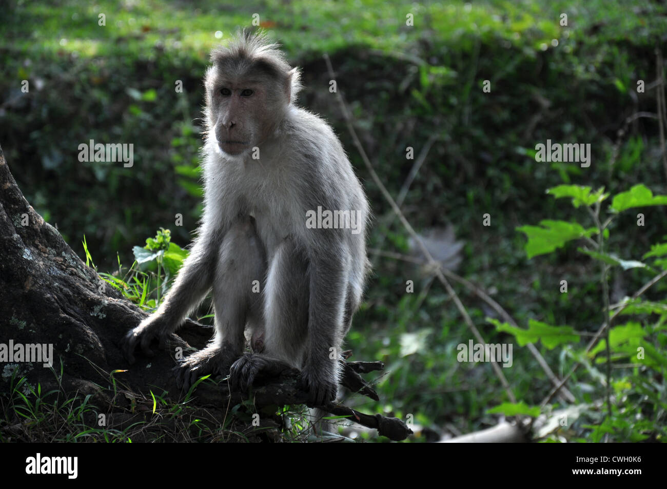 Indian Wild monkey Stock Photo - Alamy
