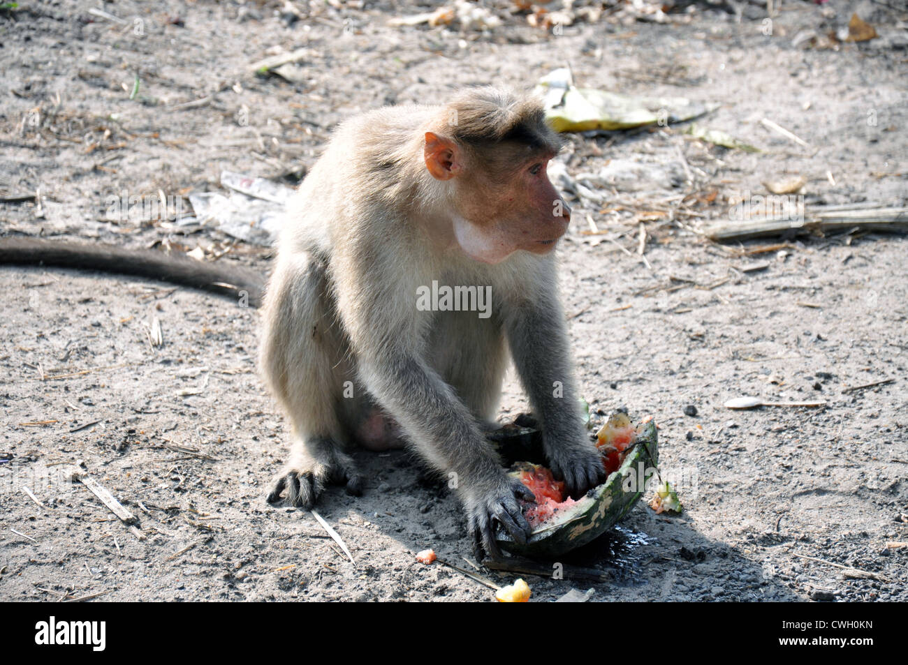 Indian Wild monkey Stock Photo - Alamy