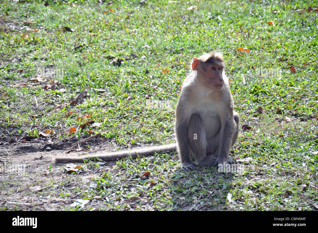 Indian Wild monkey Stock Photo - Alamy