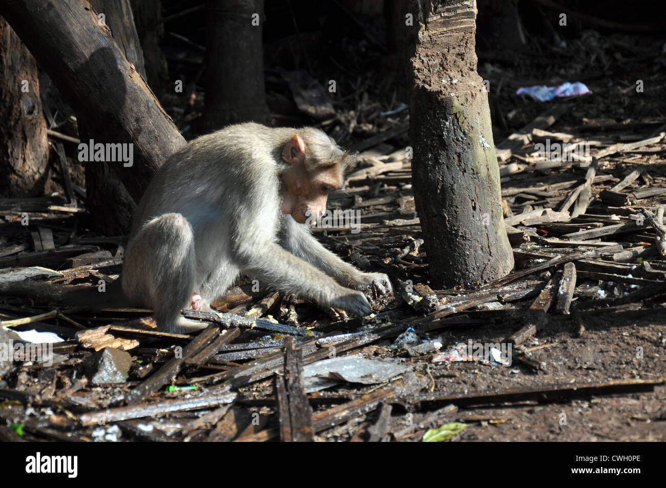 Indian Wild monkey Stock Photo - Alamy