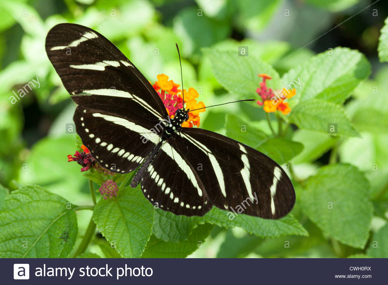 Butterfly Of Florida Stock Photos & Butterfly Of Florida Stock Images ...