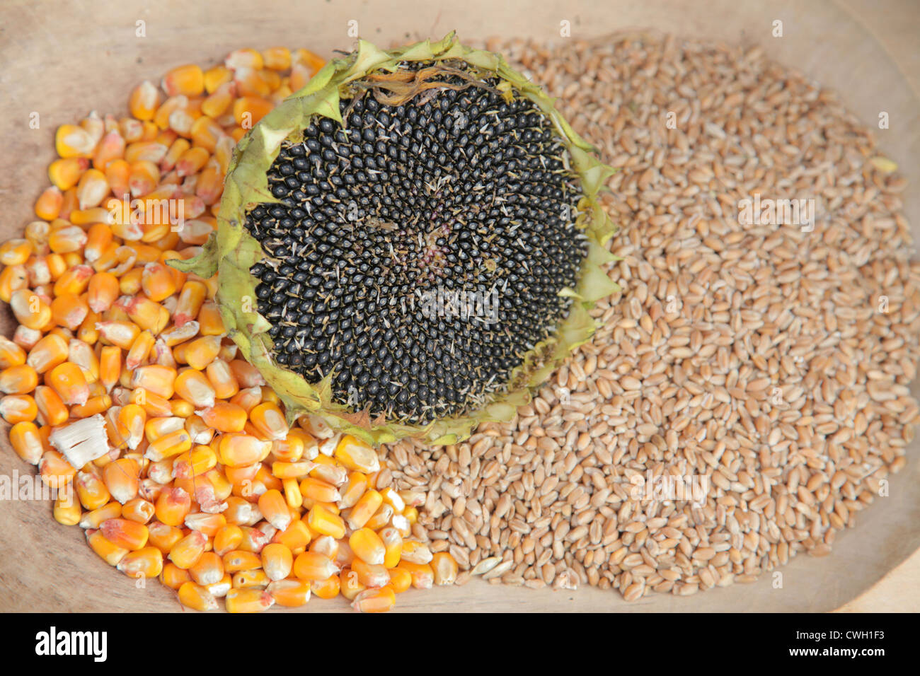 Different kinds of grains close up Stock Photo - Alamy
