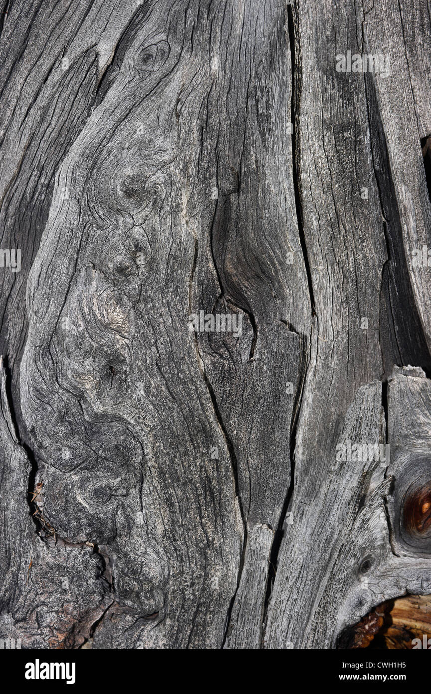 a detail of a conifer's stump Stock Photo - Alamy