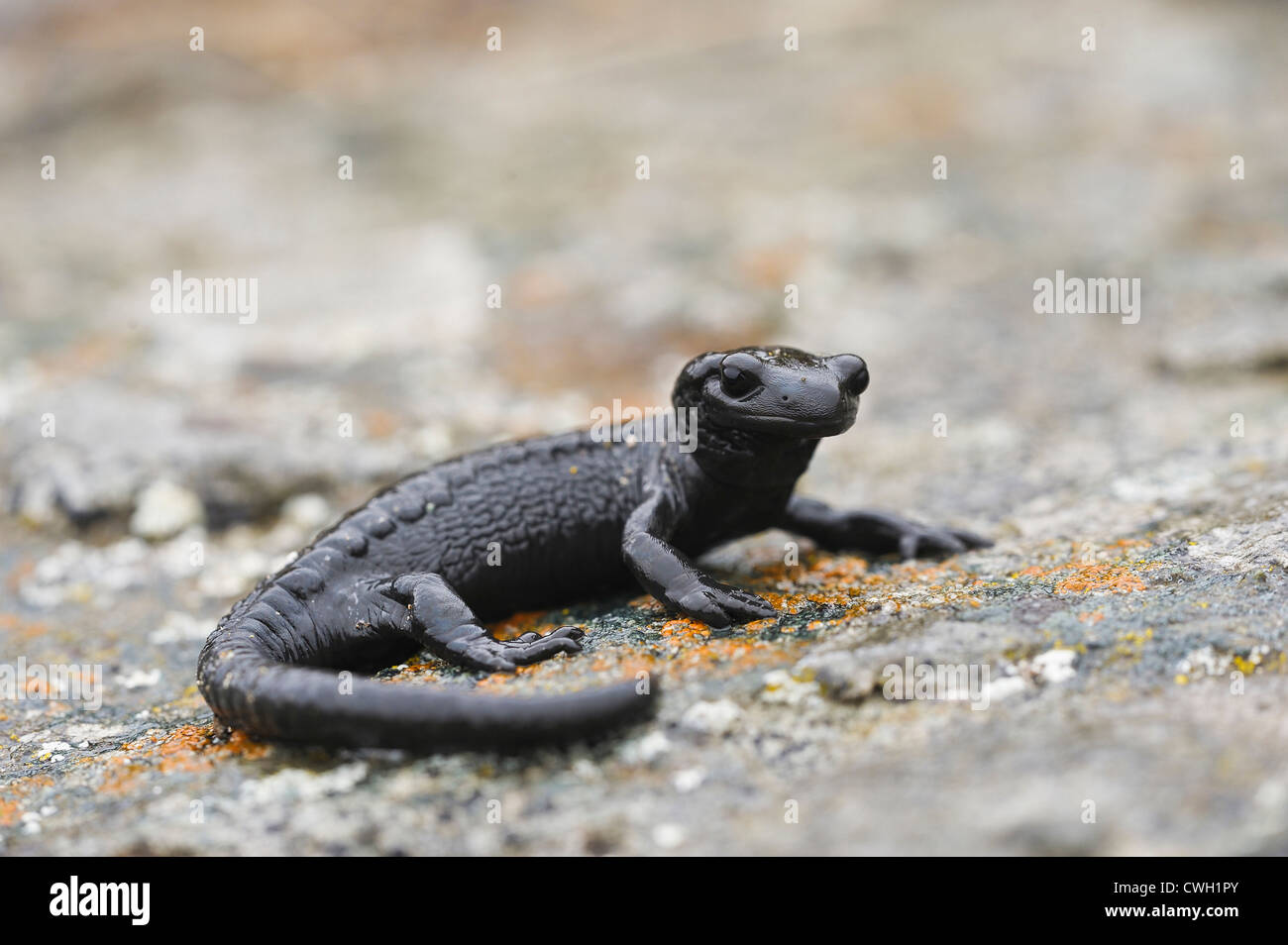 Salamanders amphibian amphibians amphibious hi-res stock photography ...