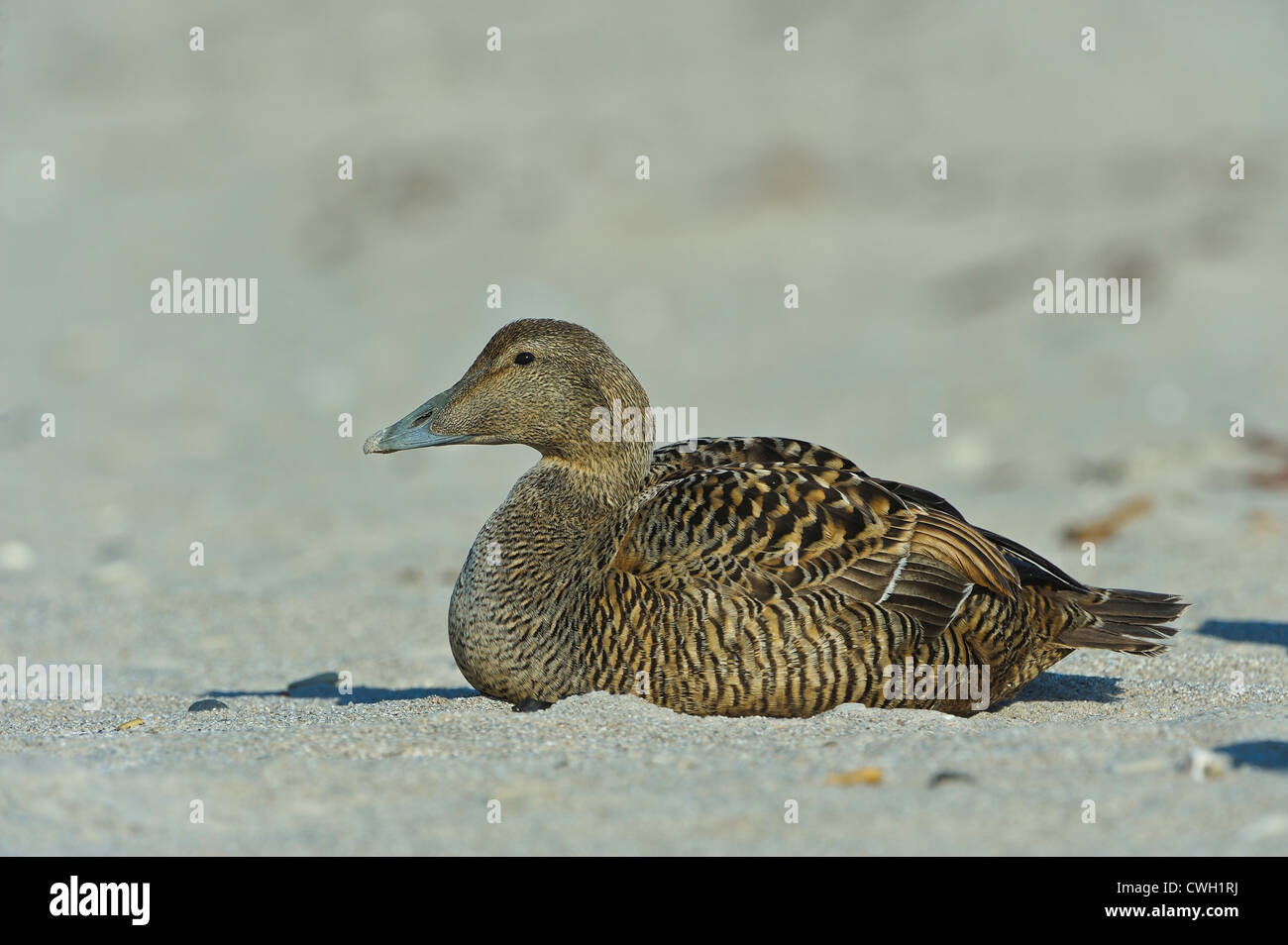 common eider duck Stock Photo - Alamy