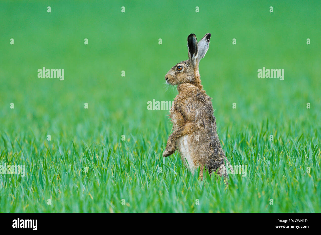 Hare stands hi-res stock photography and images - Alamy