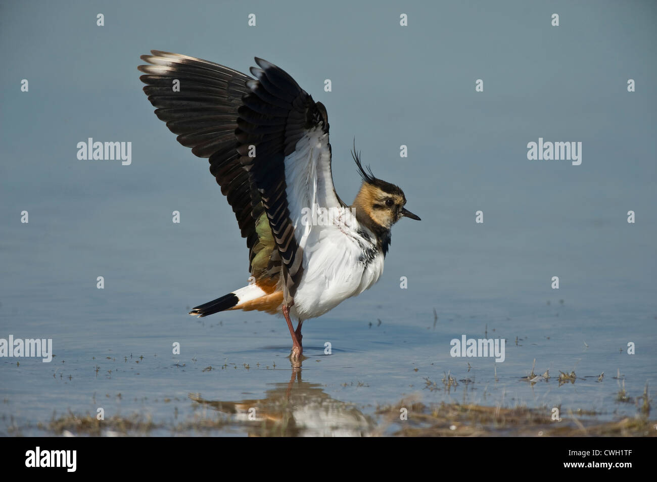 Lapwing flap hi-res stock photography and images - Alamy