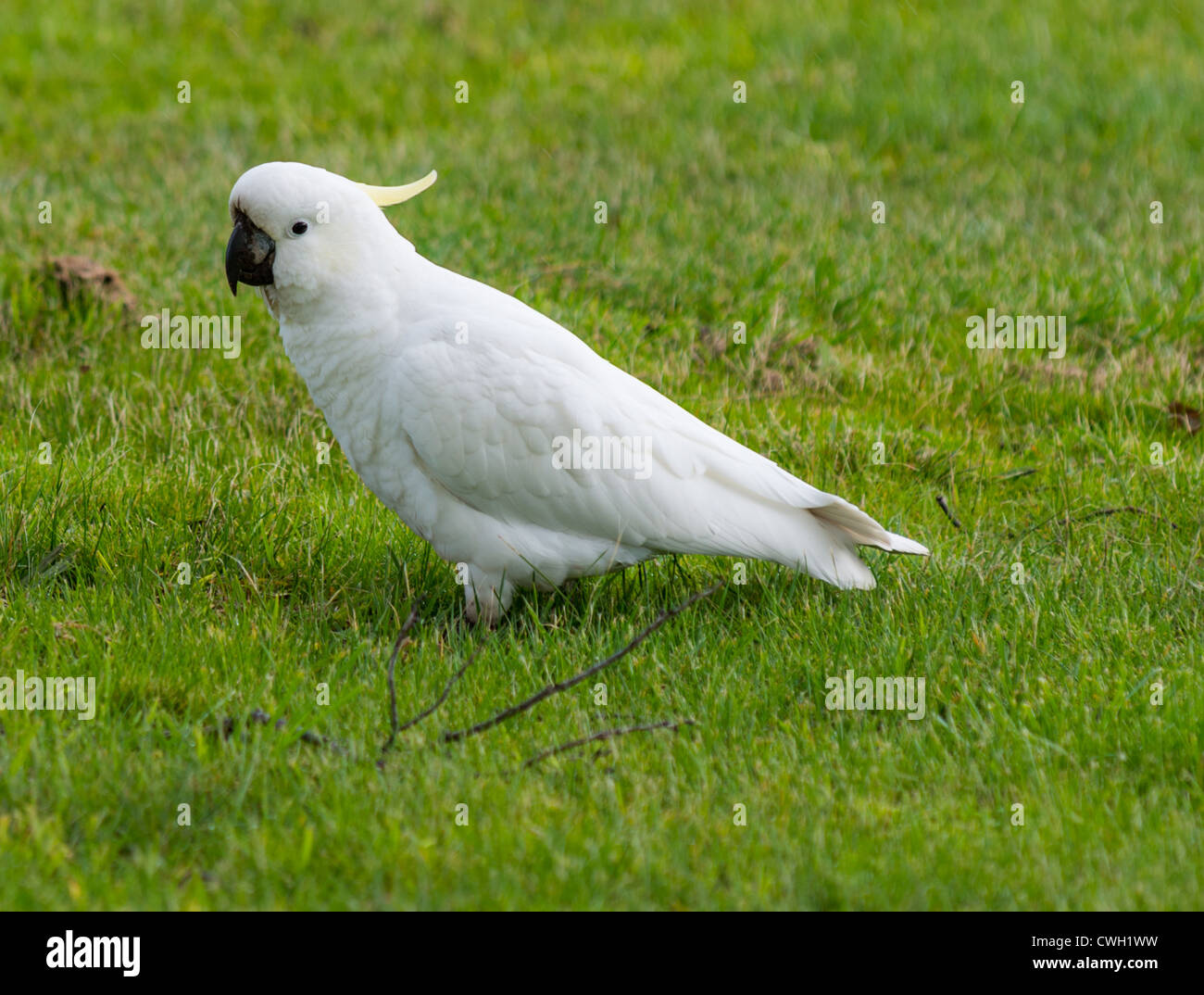 Sulphur crested cockatoo flying hi-res stock photography and images - Alamy