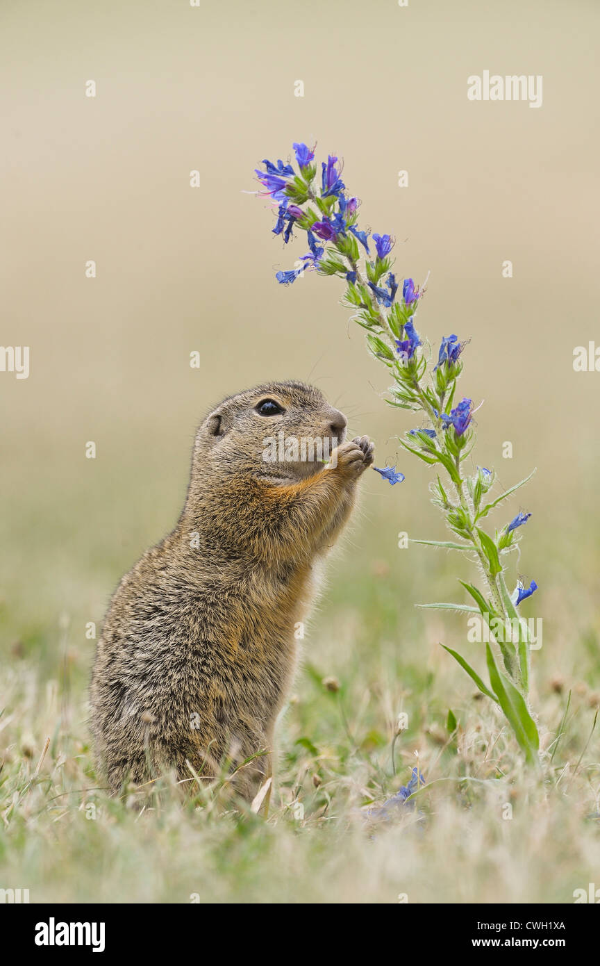 Gopher stands hi-res stock photography and images - Alamy