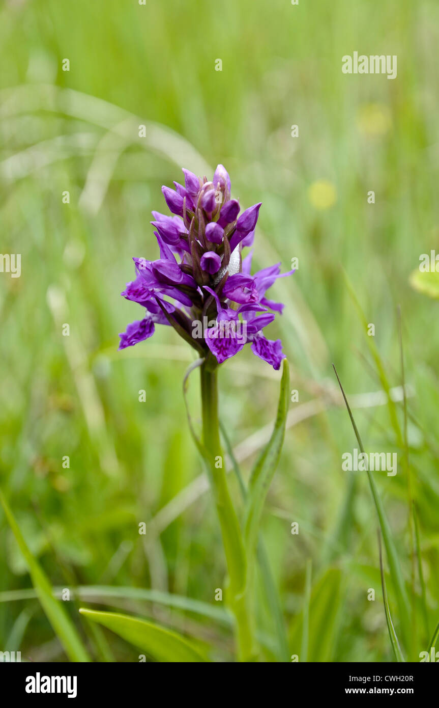 Northern Marsh orchid Stock Photo - Alamy