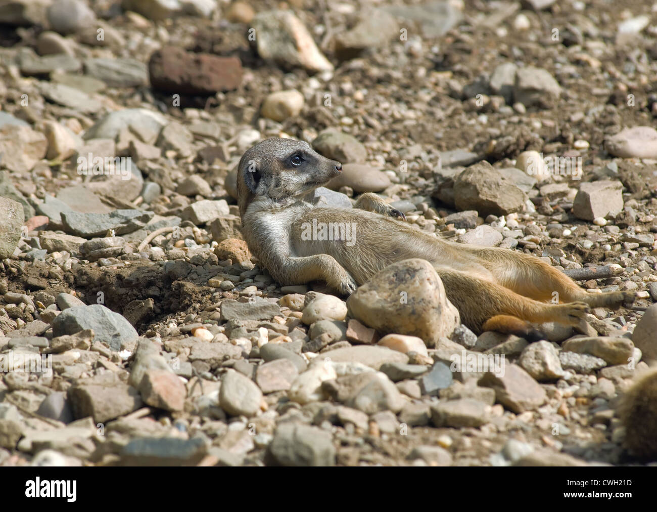 Meerkat lying down hi-res stock photography and images - Alamy