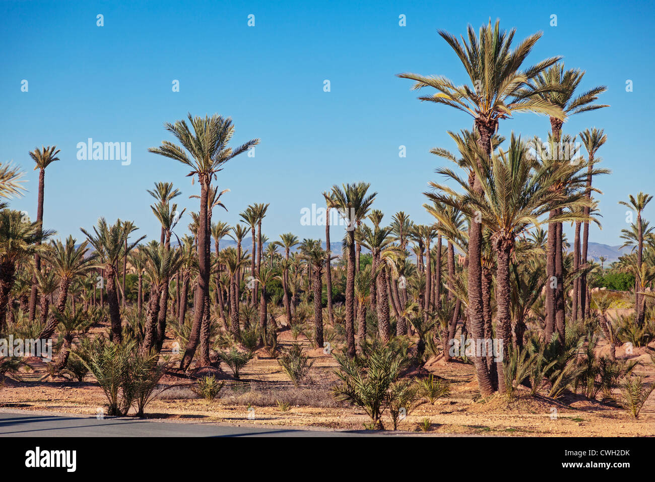 Big palm grove in Marrakesh, Morocco Stock Photo - Alamy